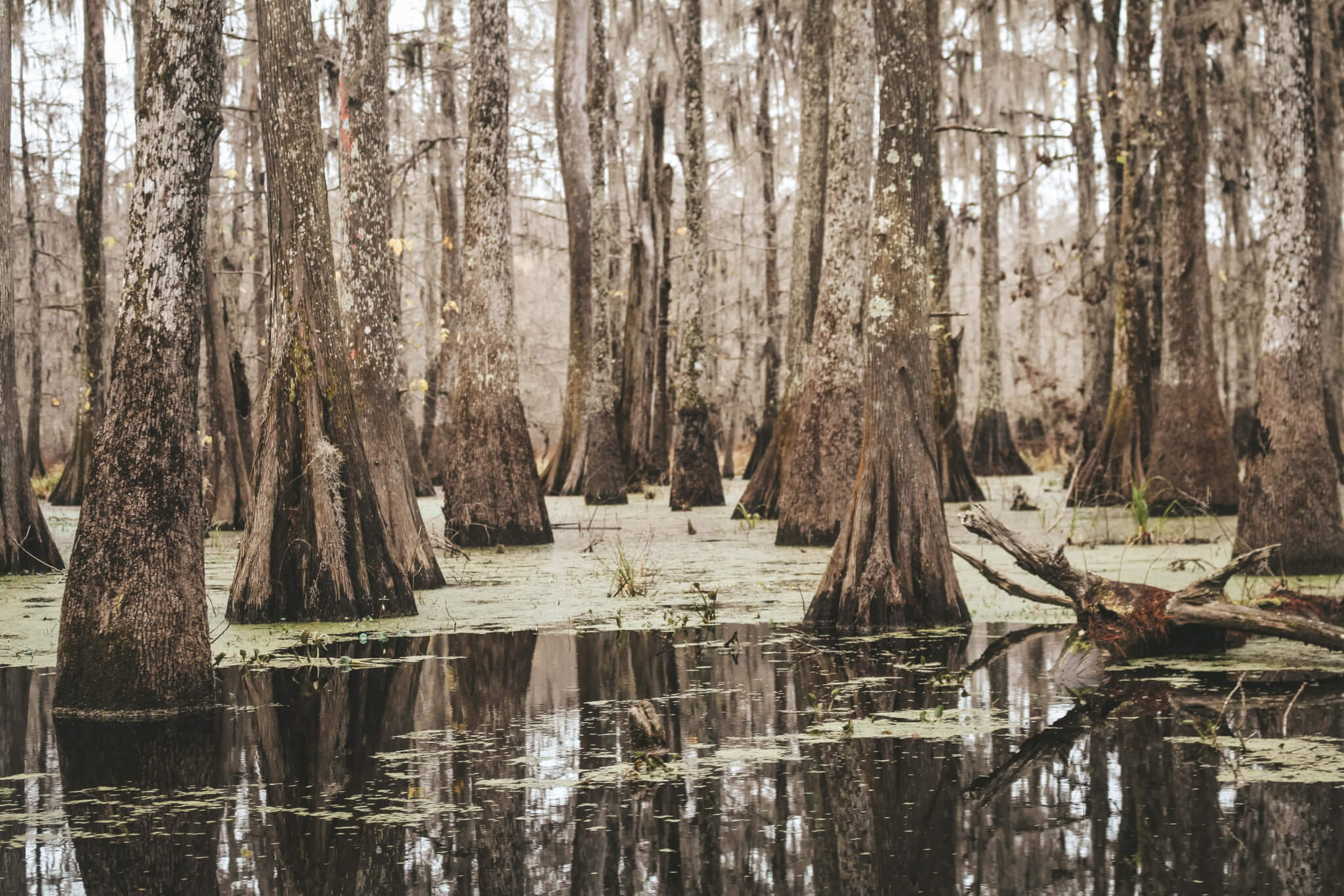 Découvrir La Louisiane