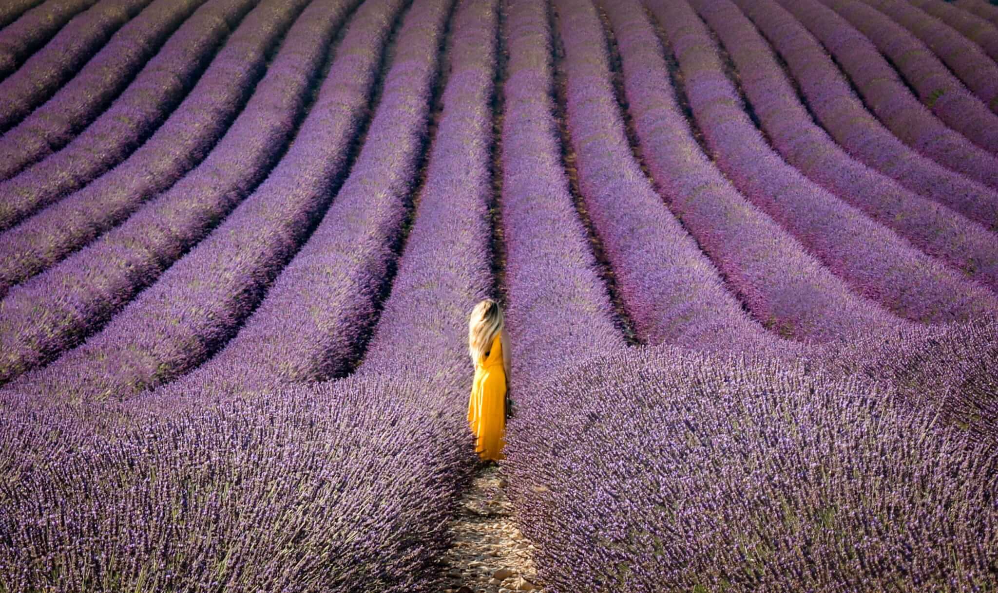 Les Lavandes du Plateau de Valensole - Meilleure période et plus beaux ...